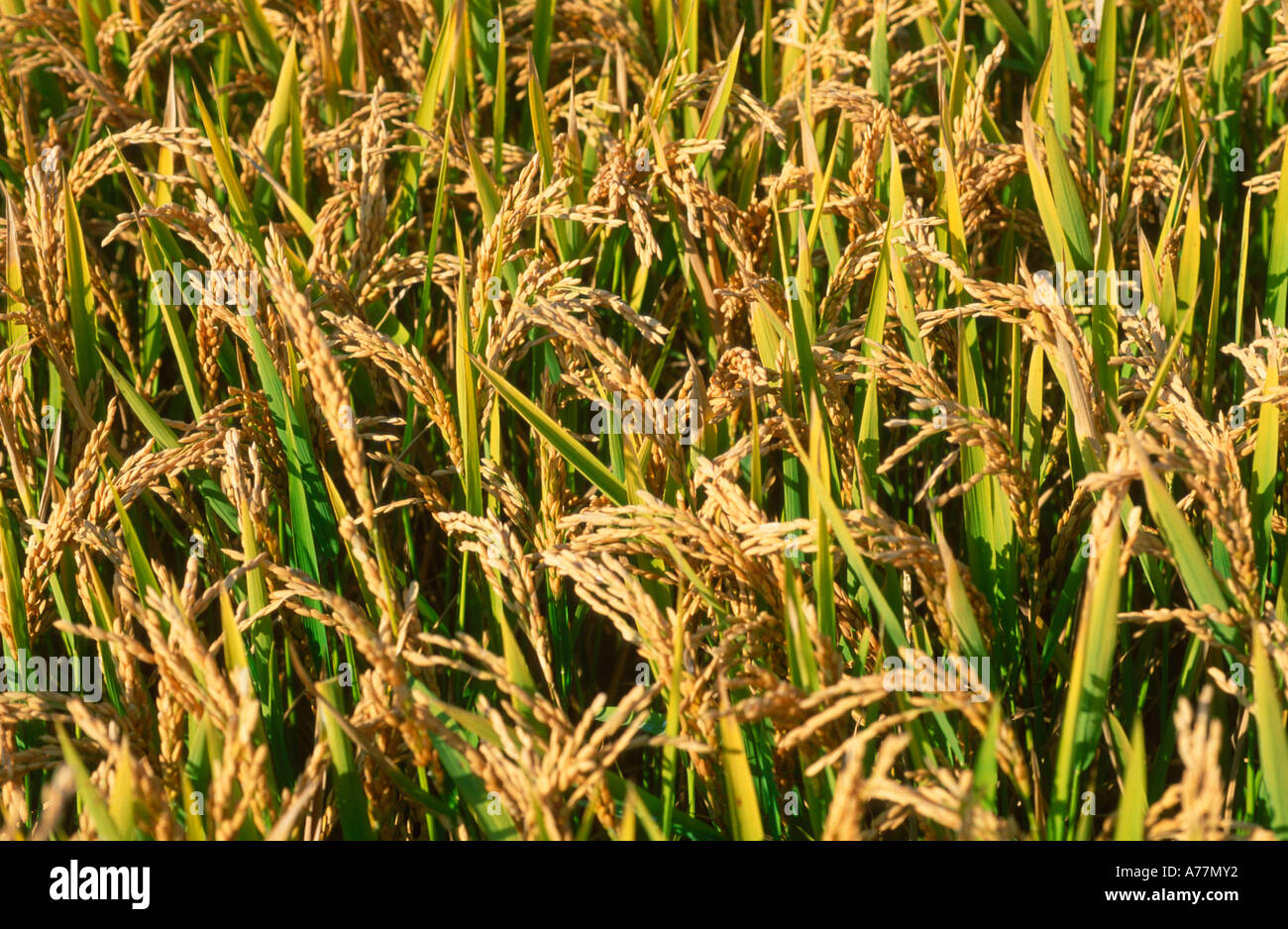 Vercelli rice hi-res stock photography and images - Alamy