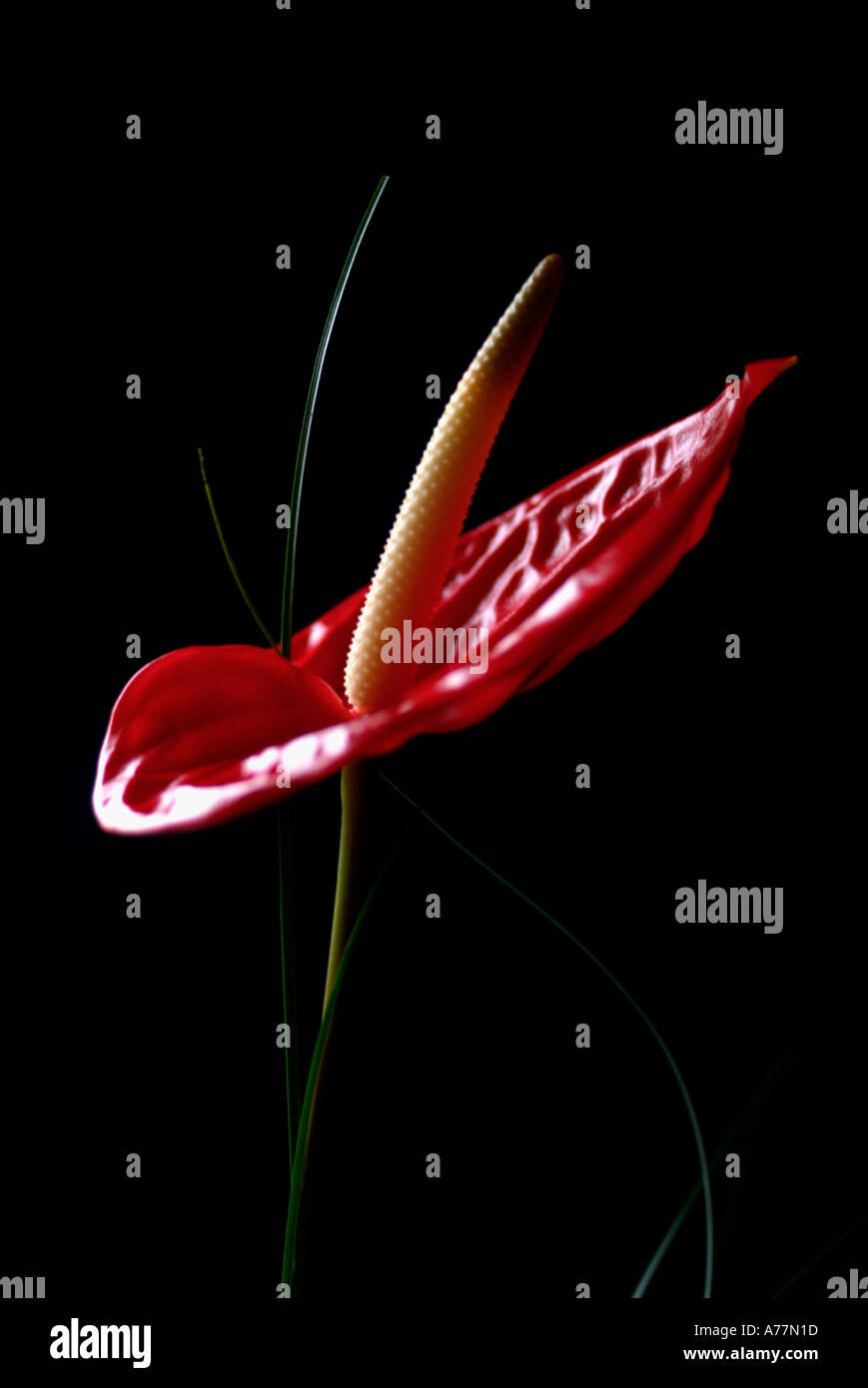Anthurium hybrid hi-res stock photography and images - Alamy