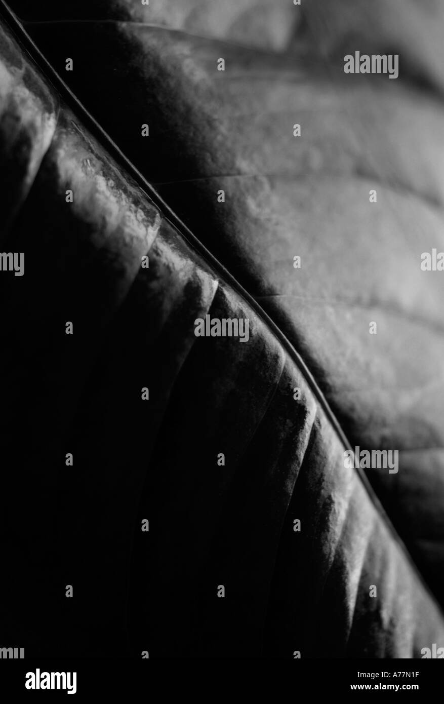 Portrait leaf Black and White Stock Photos & Images - Alamy