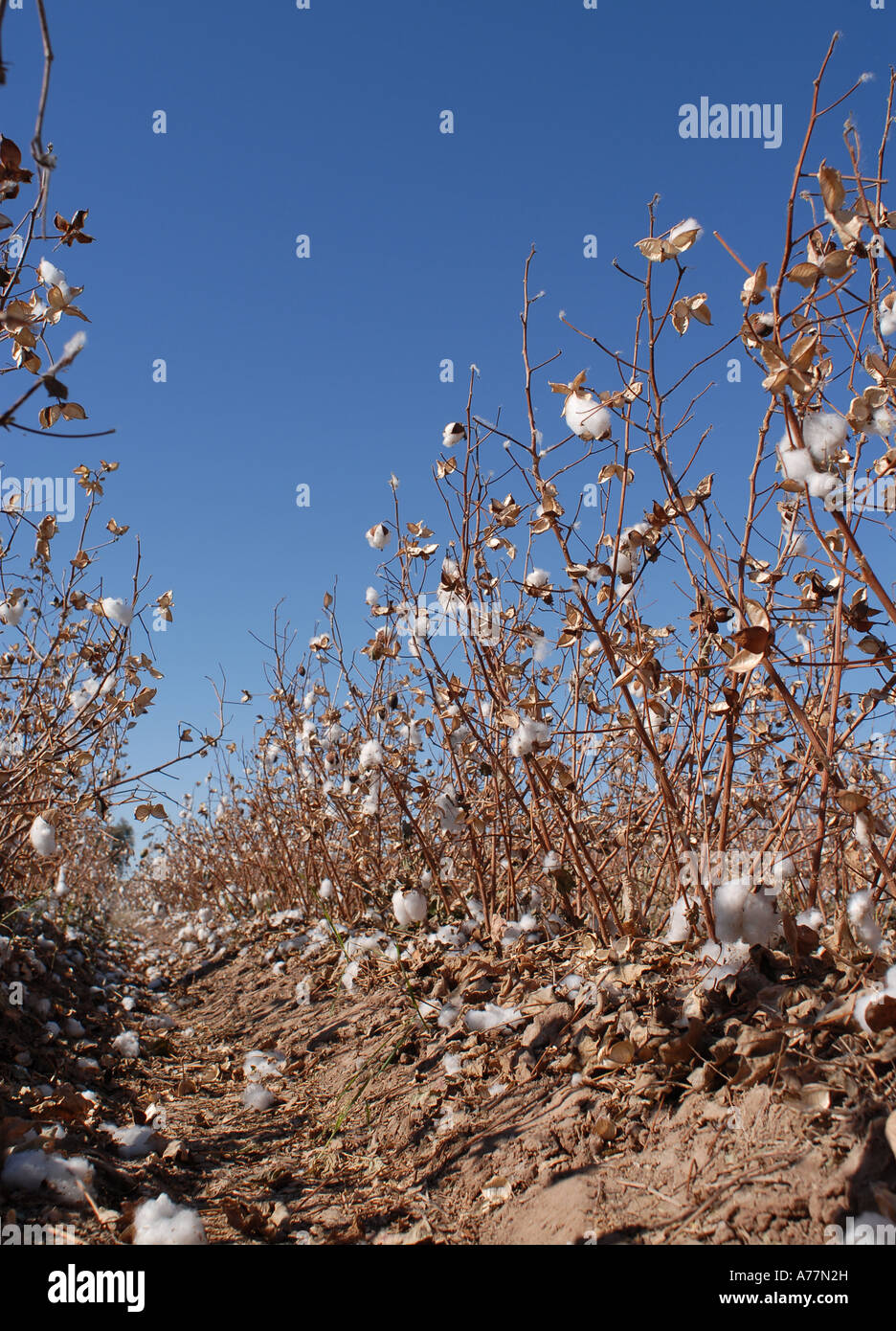 Cotton fields outside of Blythe, California Stock Photo - Alamy