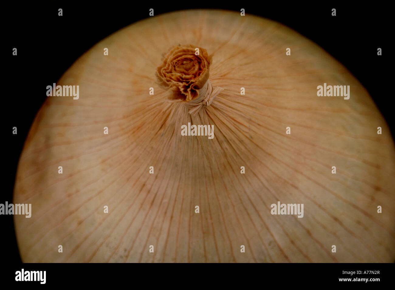 the perfect onion winner at the 2006 autumn malvern rhs flower show ...