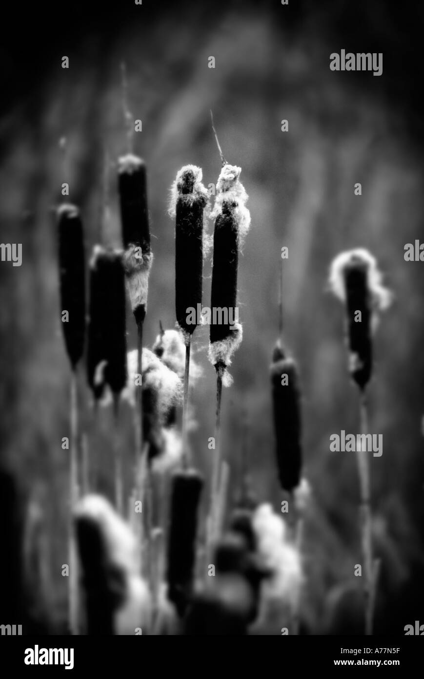 Bull rushes Black and White Stock Photos & Images - Alamy