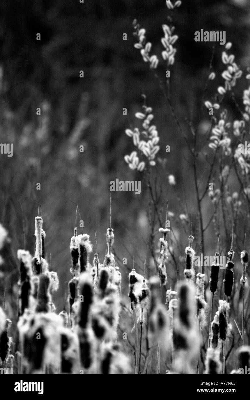 Bull rushes Black and White Stock Photos & Images - Alamy
