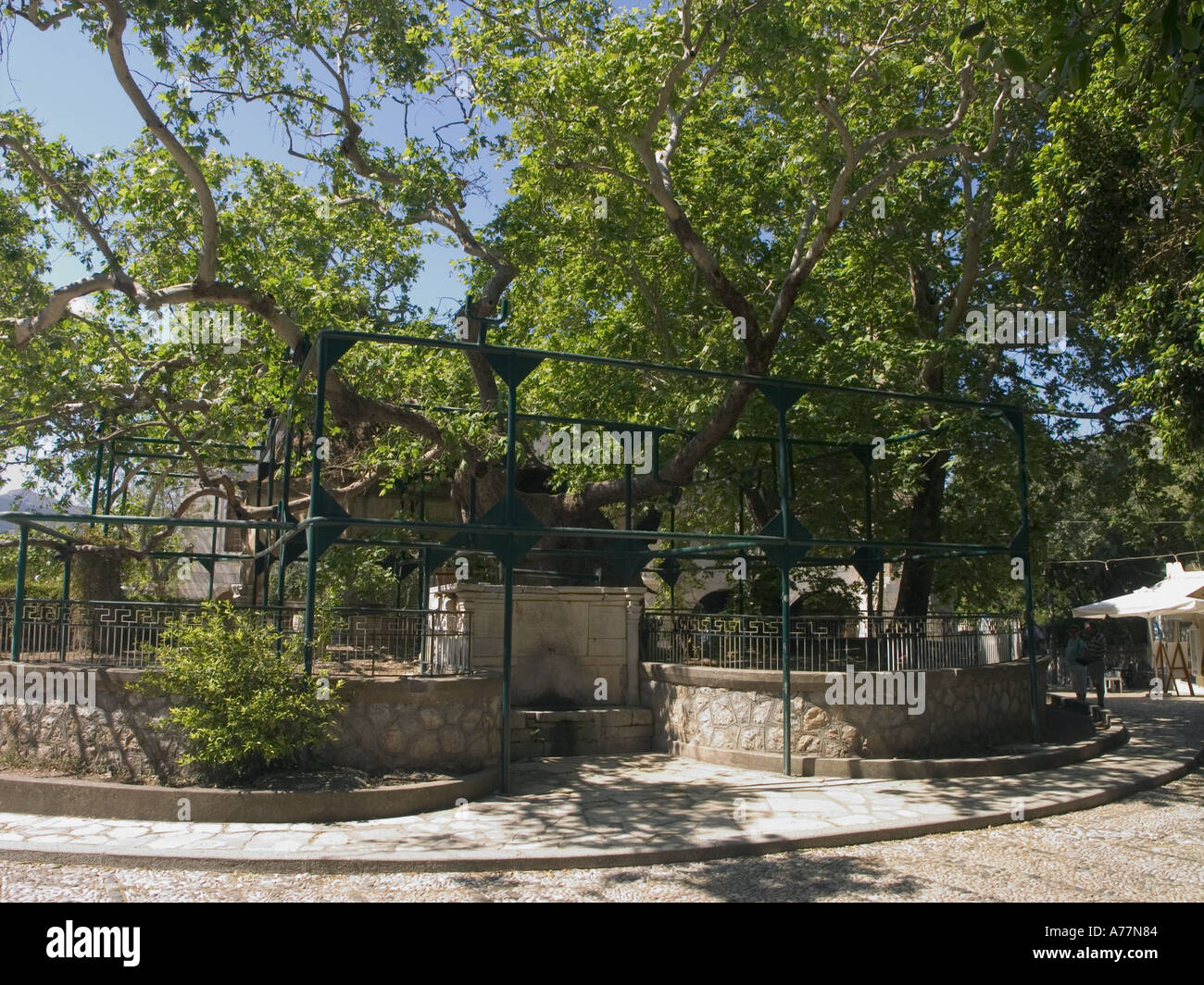 Hippocrates' Plane Tree Kos Stock Photo - Alamy