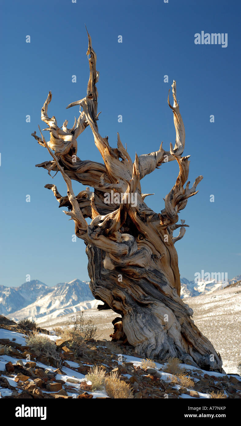 Ancient Bristlecone Pine Forest, White Mountains, California Stock Photo - Alamy