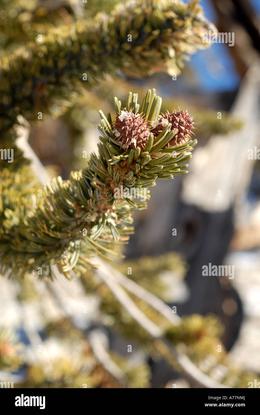 Alpine pine cone snow hi-res stock photography and images - Alamy