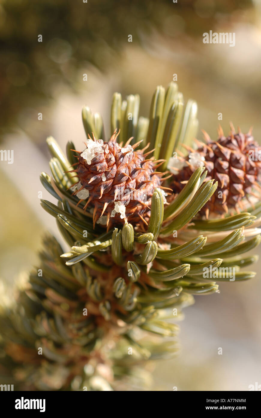 Bristlecone Pine Cone, White Mountains, California Stock Photo - Alamy
