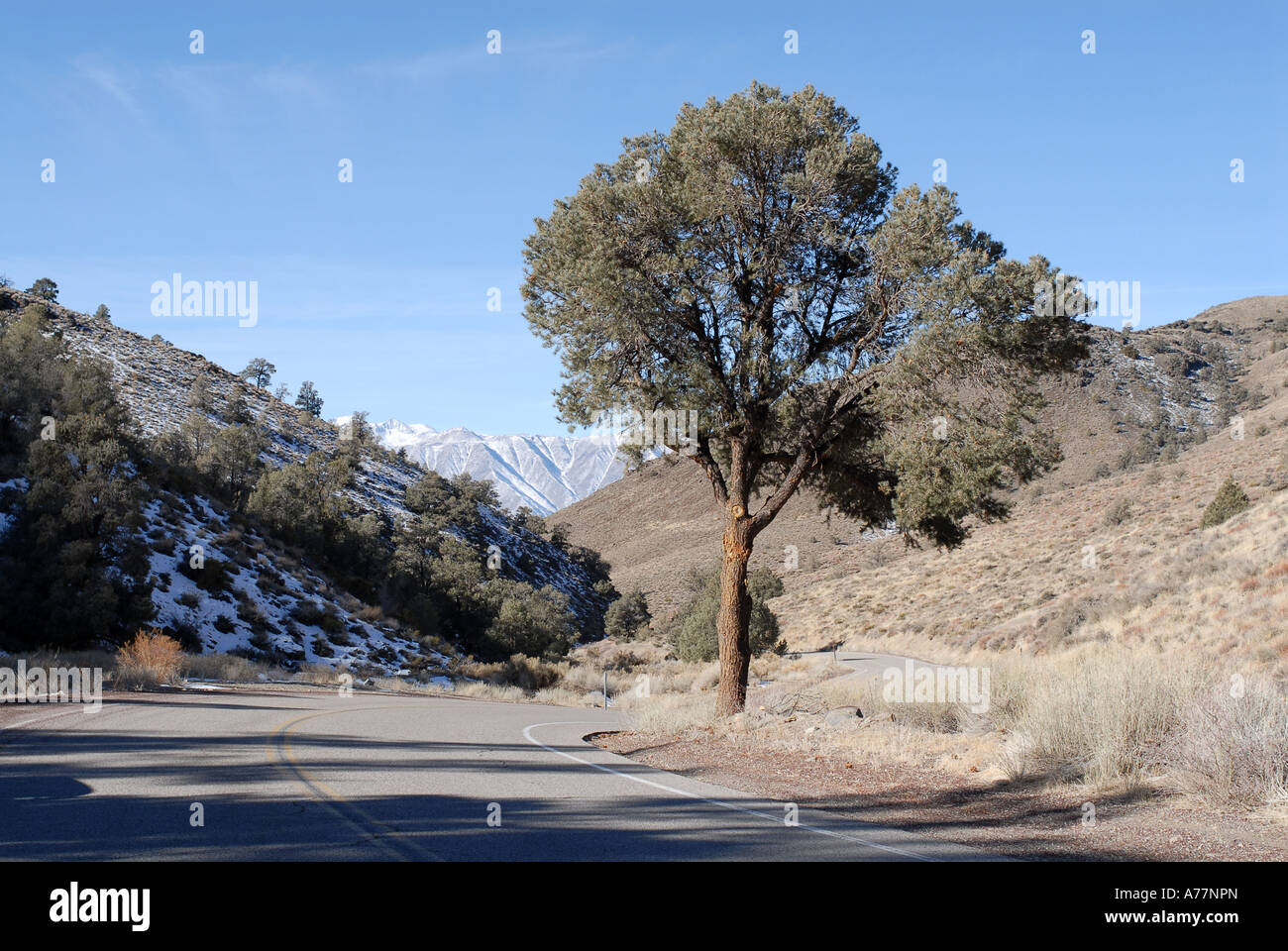 Lone tree on Highway 168, heading toward Big Pine, CA Stock Photo - Alamy