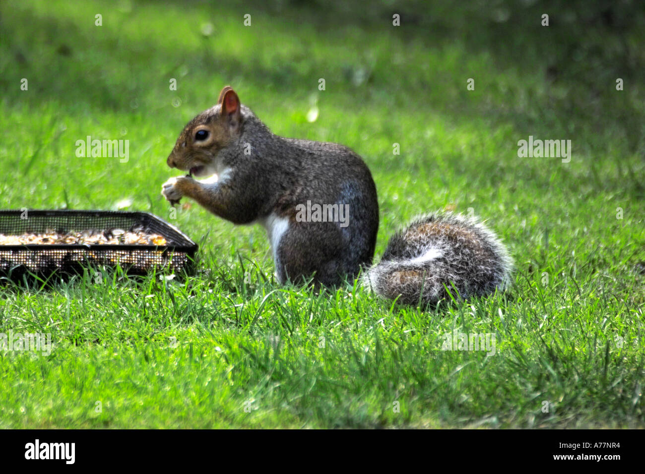 North american grey squirrel hi-res stock photography and images - Alamy