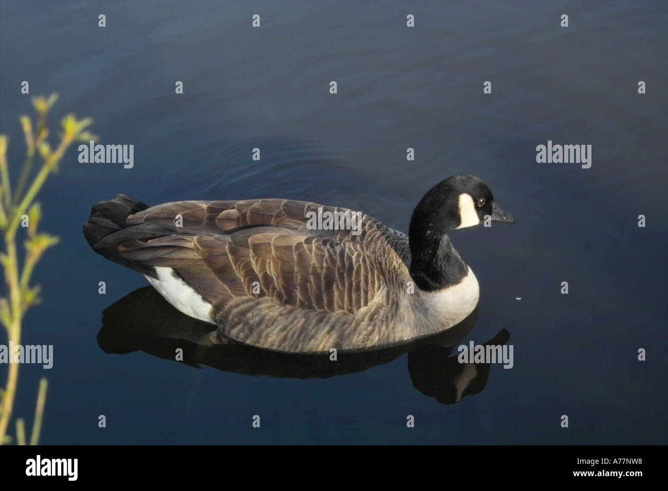 Canada goose black and white hi-res stock photography and images - Alamy