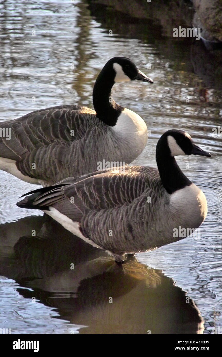 Long neck geese hi-res stock photography and images - Alamy