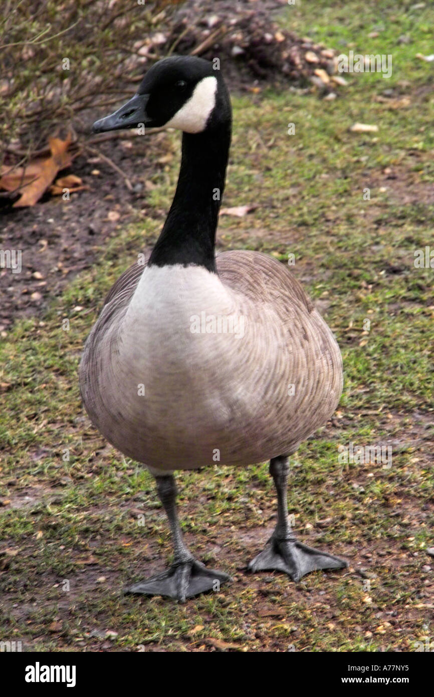 Canada goose black and white hi-res stock photography and images - Alamy