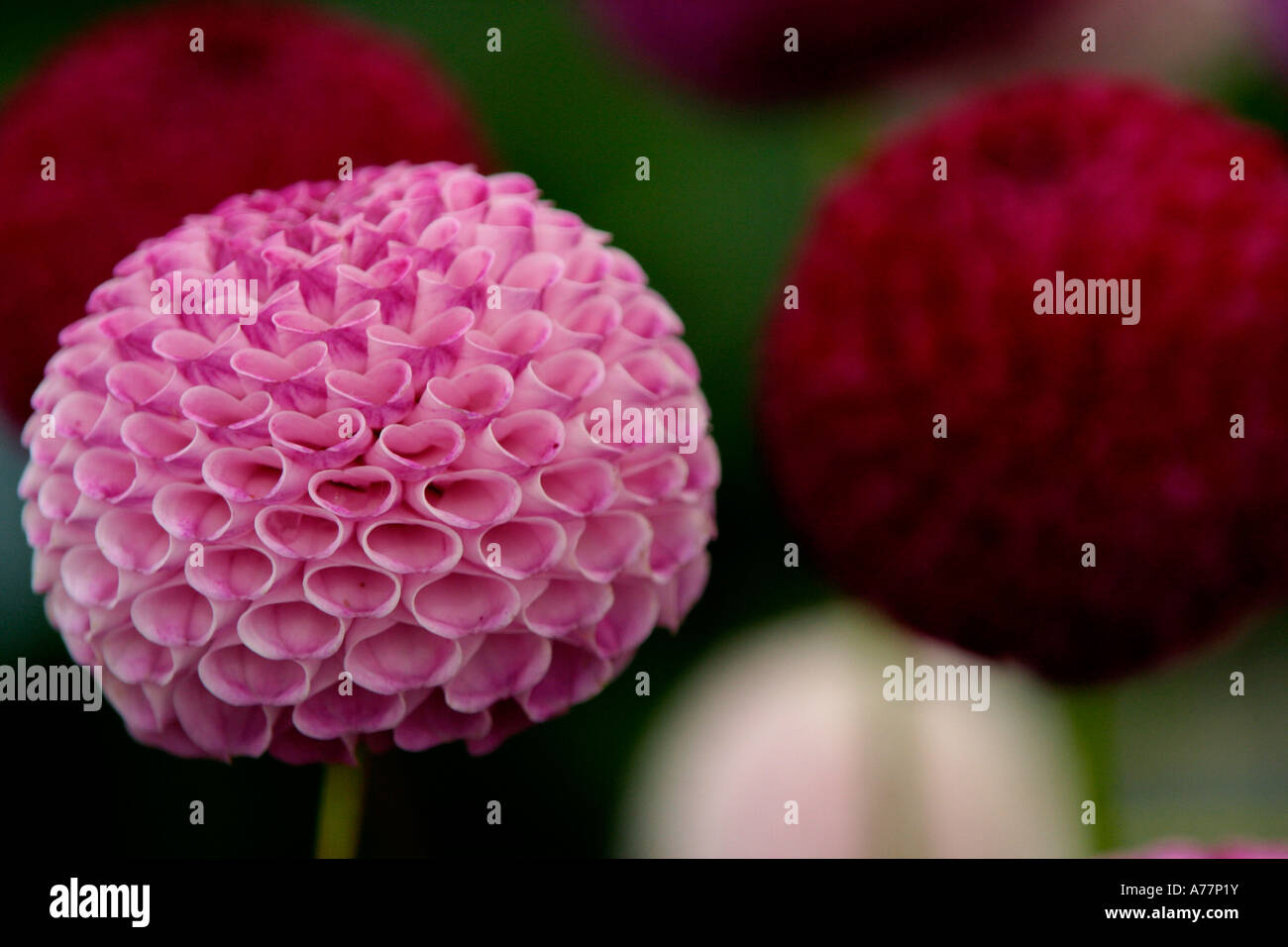 white red and pink cut round dahlias arranged in natural light winners ...