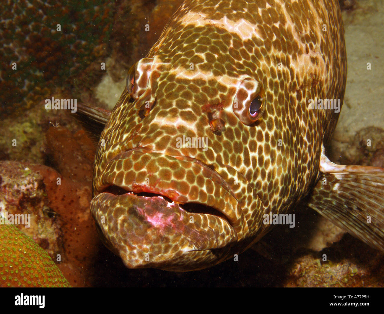 Tiger Grouper, Mycteroperca tigris Stock Photo - Alamy