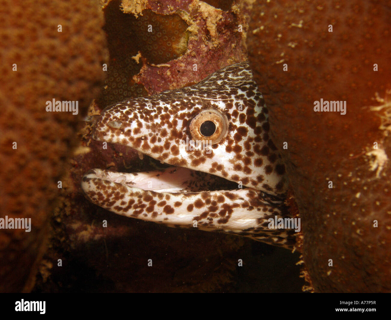 Muraena Retifera High Resolution Stock Photography and Images - Alamy