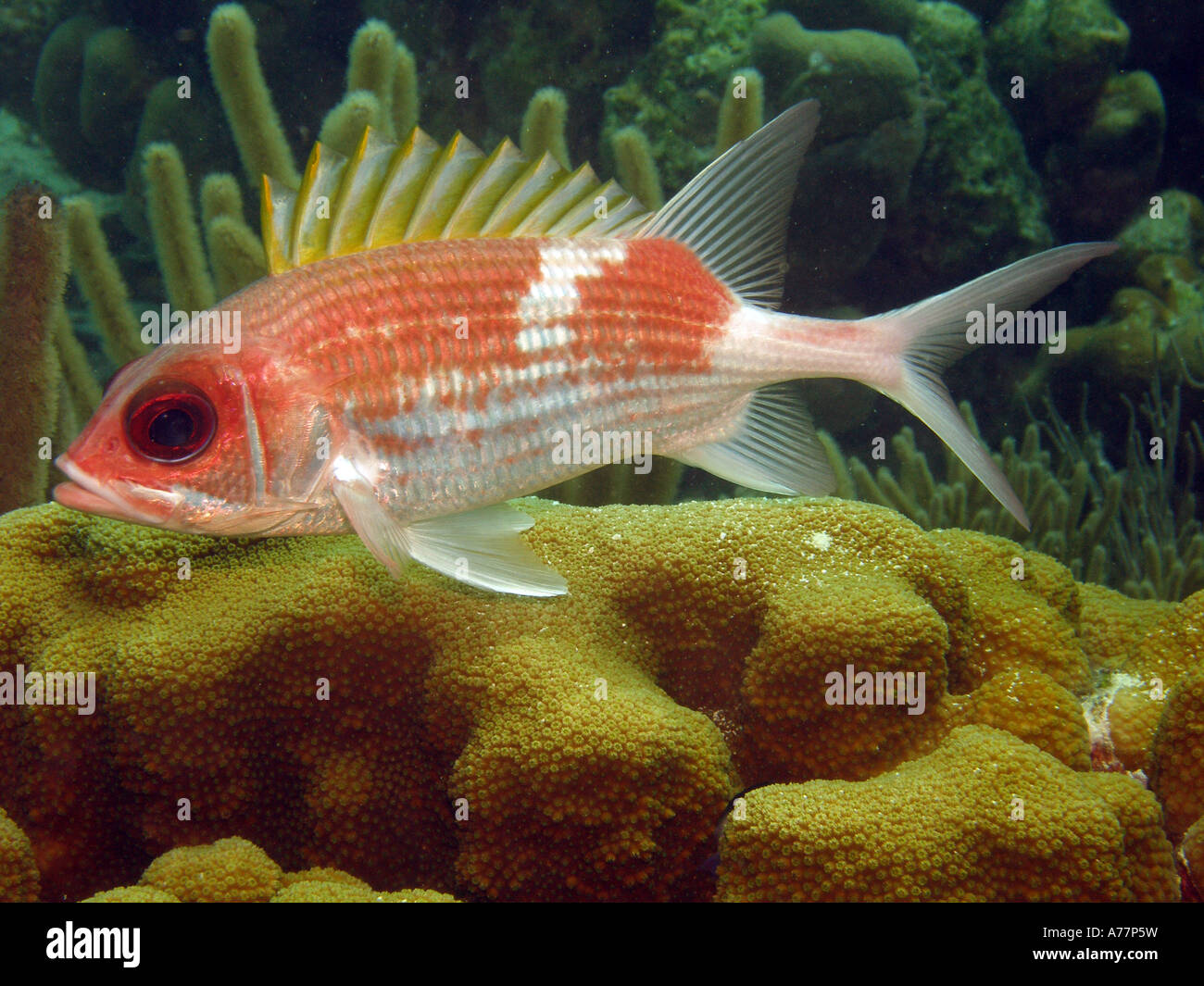 Spiny squirrelfish hi-res stock photography and images - Alamy