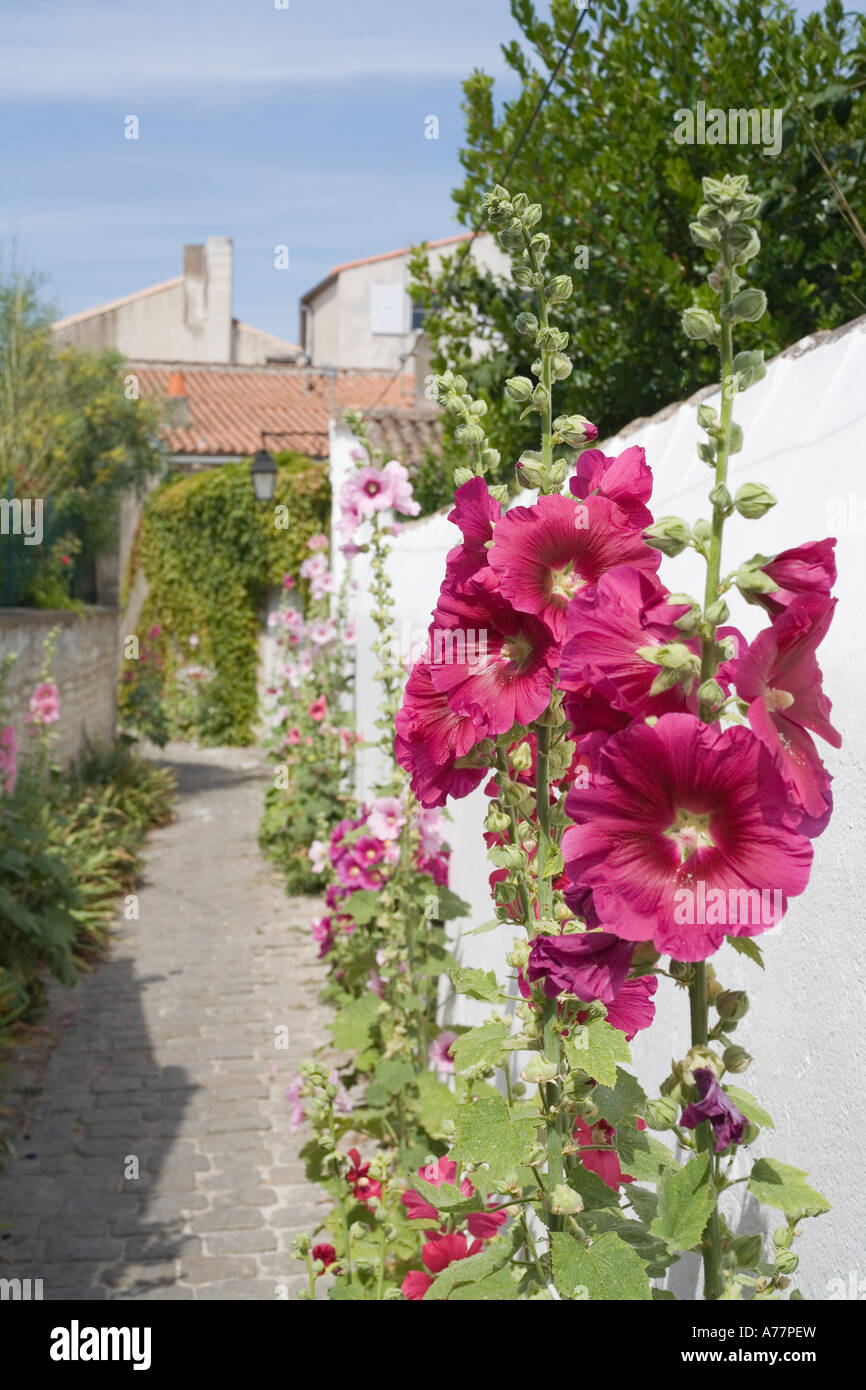 Roses tremières in a old street of isle of ré Stock Photo - Alamy