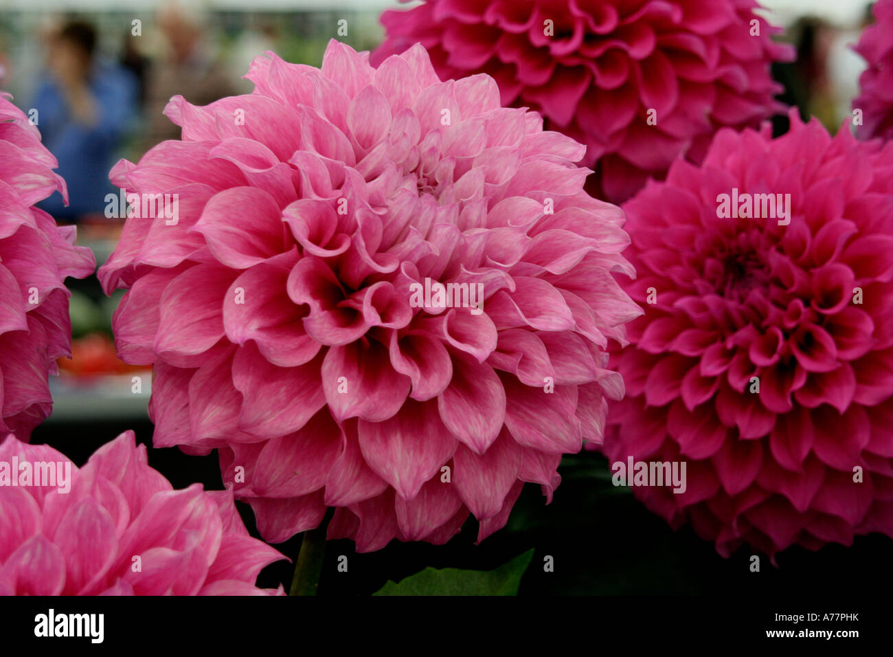 Pretty dahlias hi-res stock photography and images - Alamy