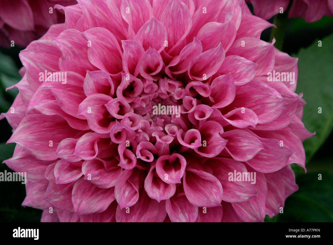 pink and red cut dahlias arranged in natural light winners from the RHS ...