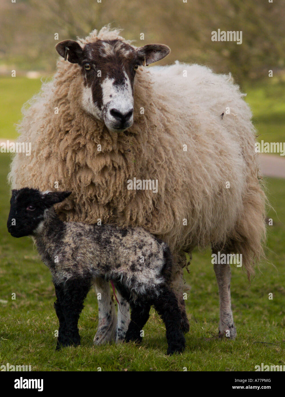 Ewe and Me (You and Me Stock Photo - Alamy