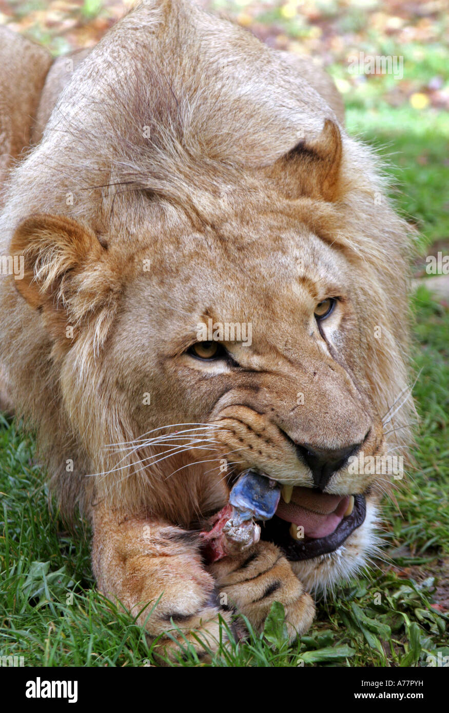 Close-up of lion eating bone at Hertfordshire in England, UK Stock ...