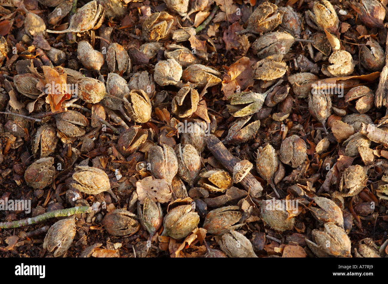 Beech mast amongst the leaf litter of a Berkshire woodland Stock Photo ...