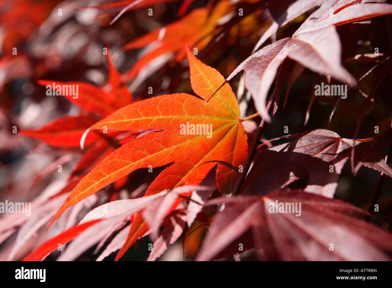 Maple leaf detail Stock Photo - Alamy