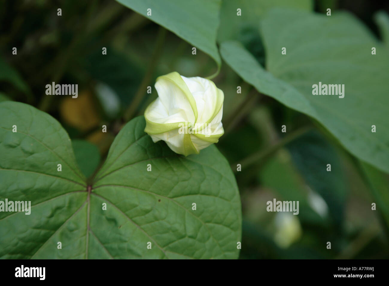 Moon flower bloom hi-res stock photography and images - Alamy