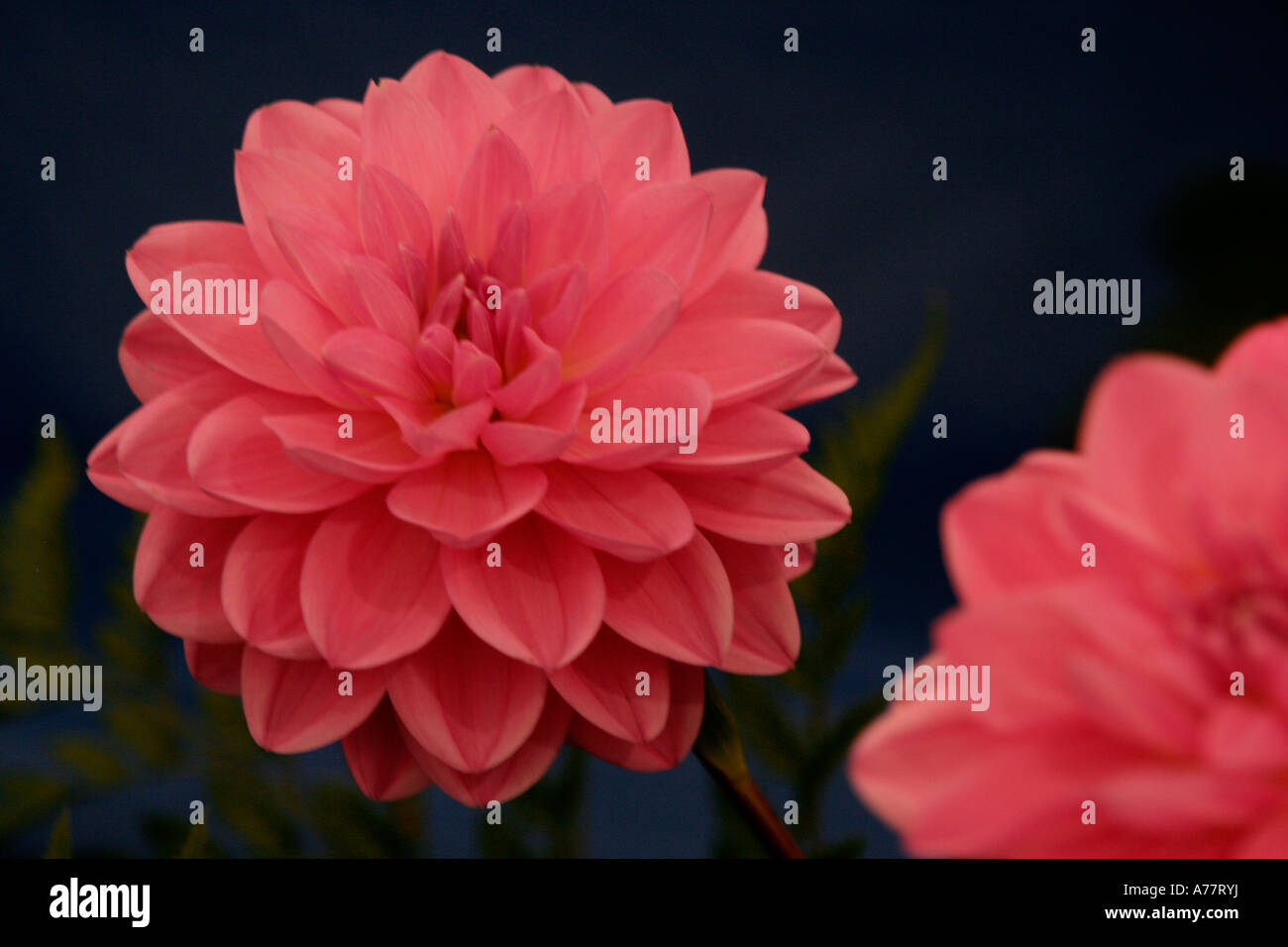 pink cut dahlias arranged in natural light winners from the RHS autumn ...