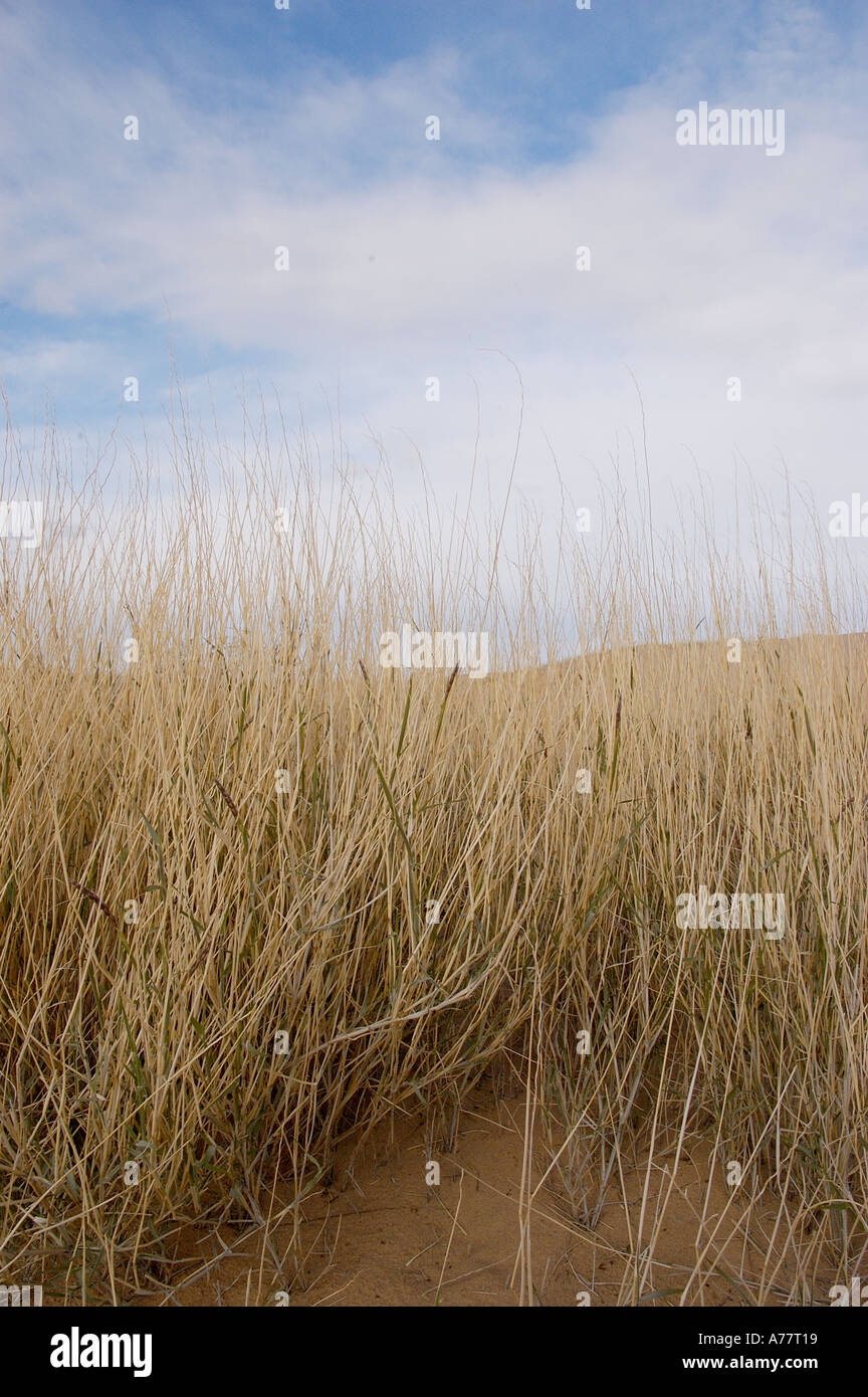 Sand dune with grass and an ethereal cloud sky Stock Photo - Alamy