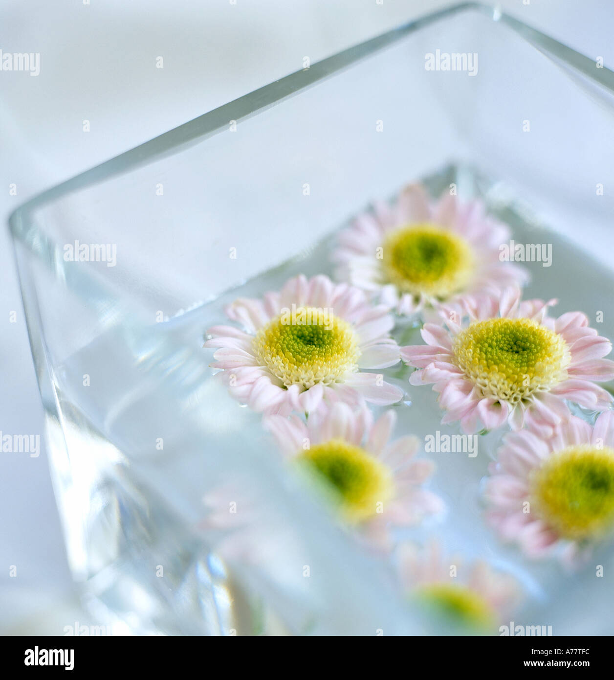 flowers floating on water in a square glass vase Stock Photo - Alamy