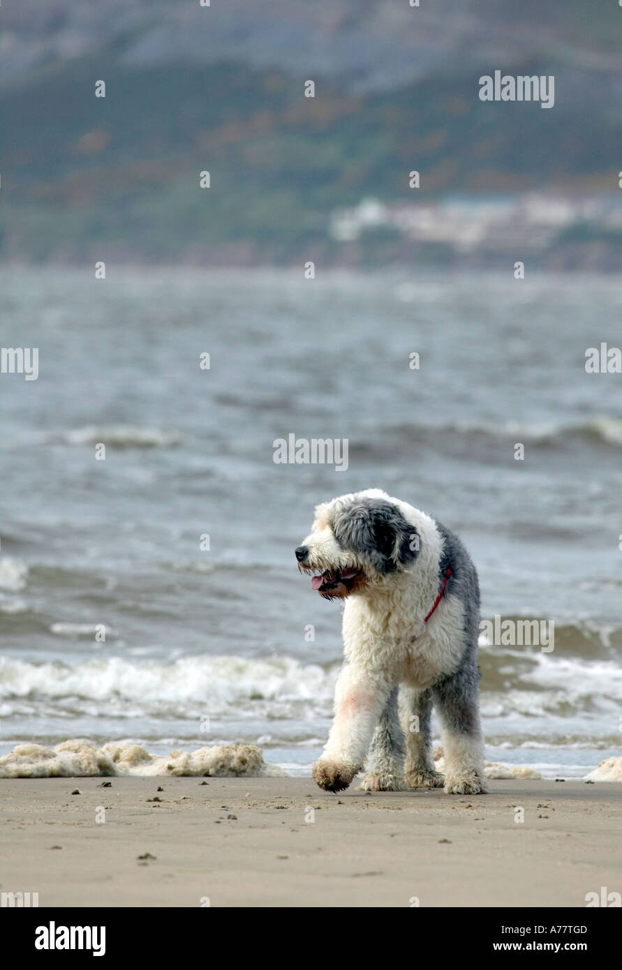 Dulux dog running hi-res stock photography and images - Alamy