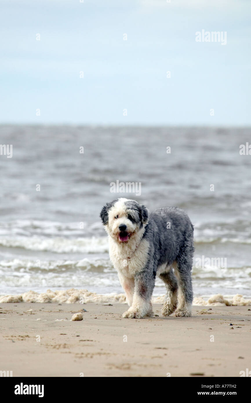 Old English Sheepdog walking on a sandy beach Stock Photo - Alamy
