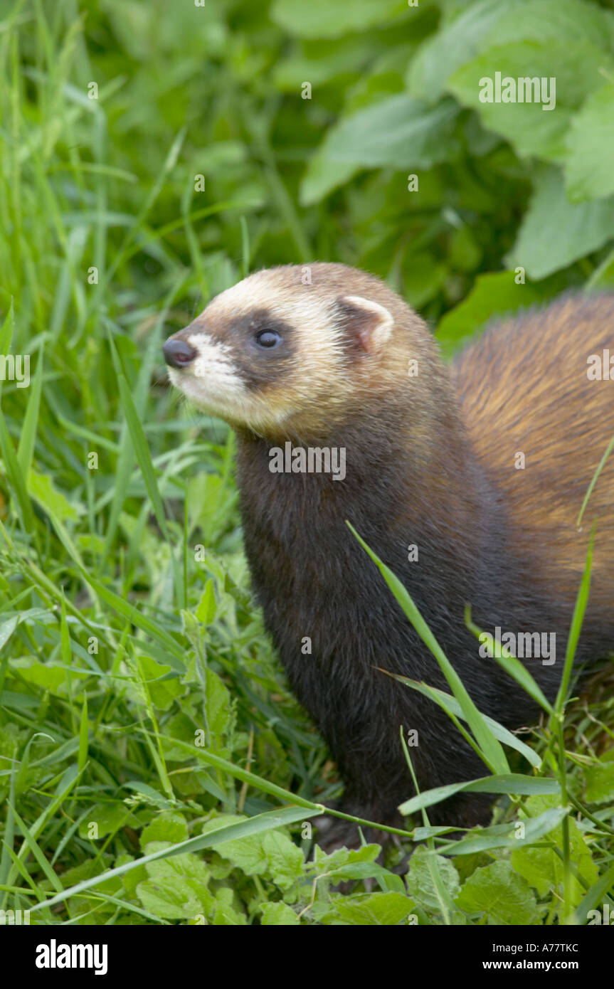 Polecats of the uk hi-res stock photography and images - Alamy