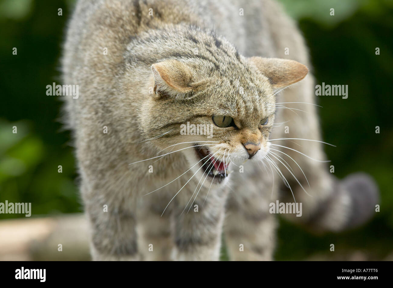 Scottish Wildcat (Felis sylvestris grampia) snarling Stock Photo - Alamy