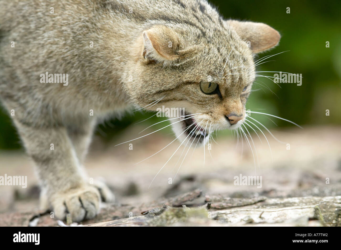 Felis Sylvestris Grampia High Resolution Stock Photography and Images ...