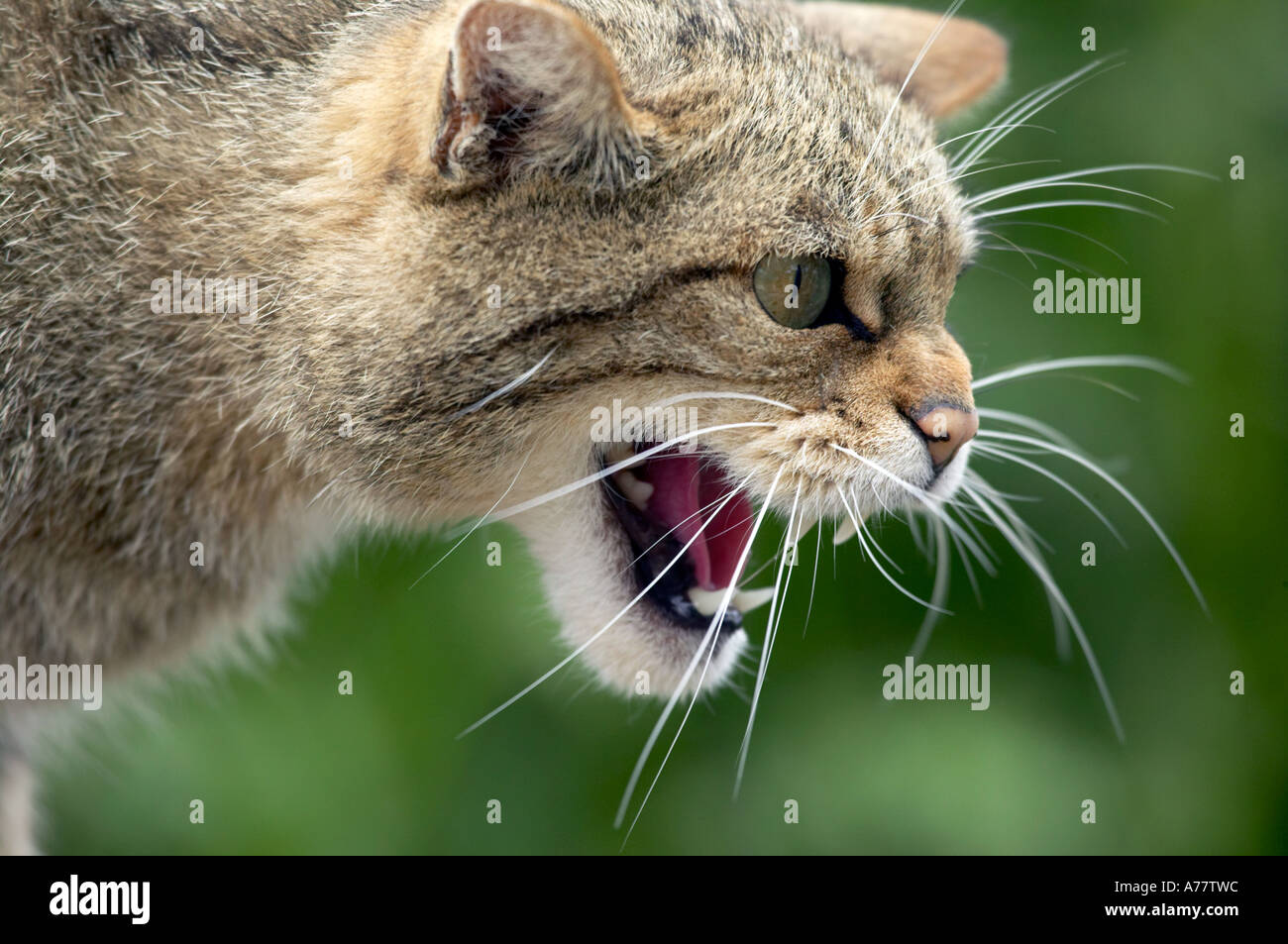 Felis Sylvestris Grampia High Resolution Stock Photography and Images ...
