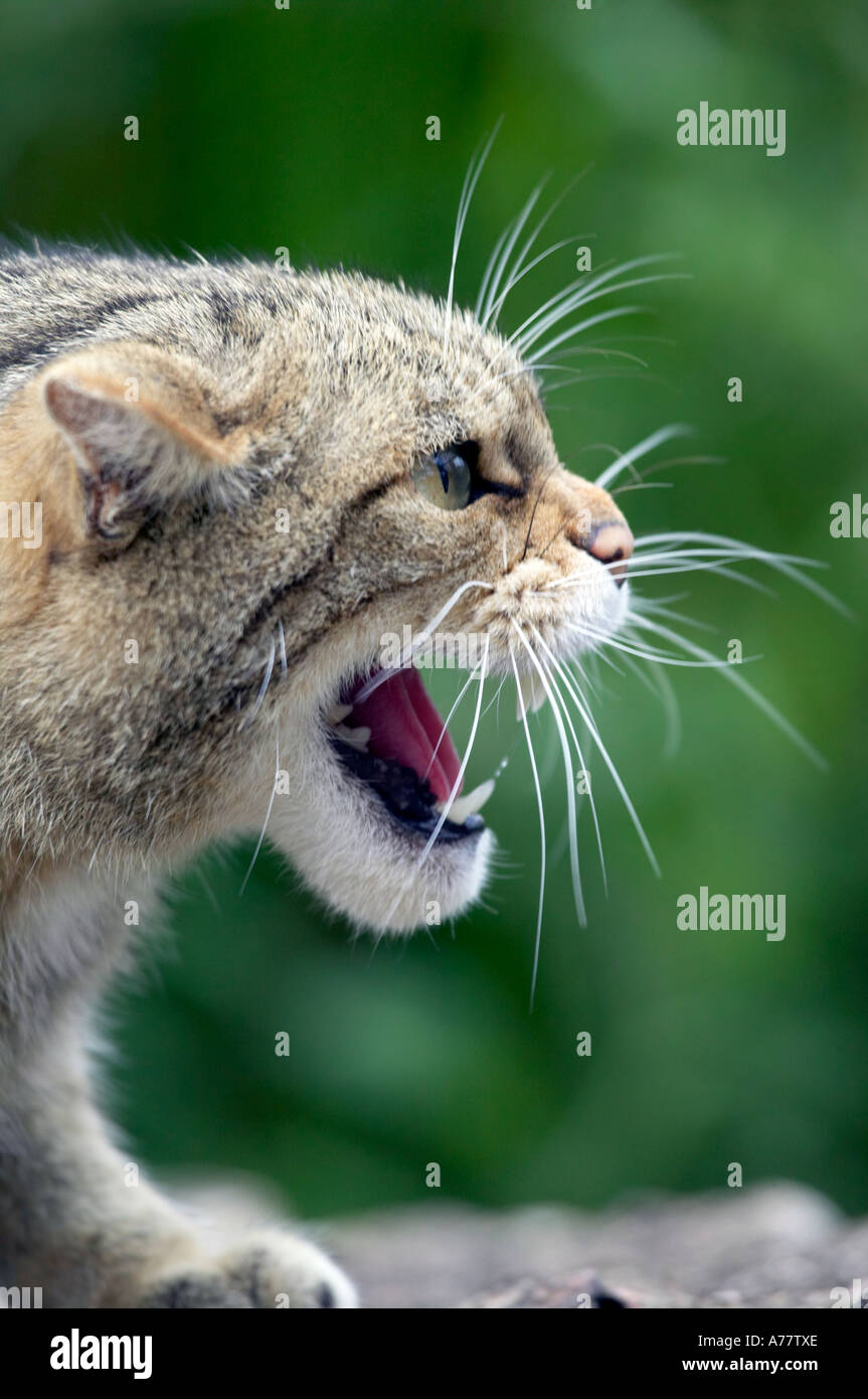 Scottish Wildcat (Felis sylvestris grampia) snarling Stock Photo - Alamy