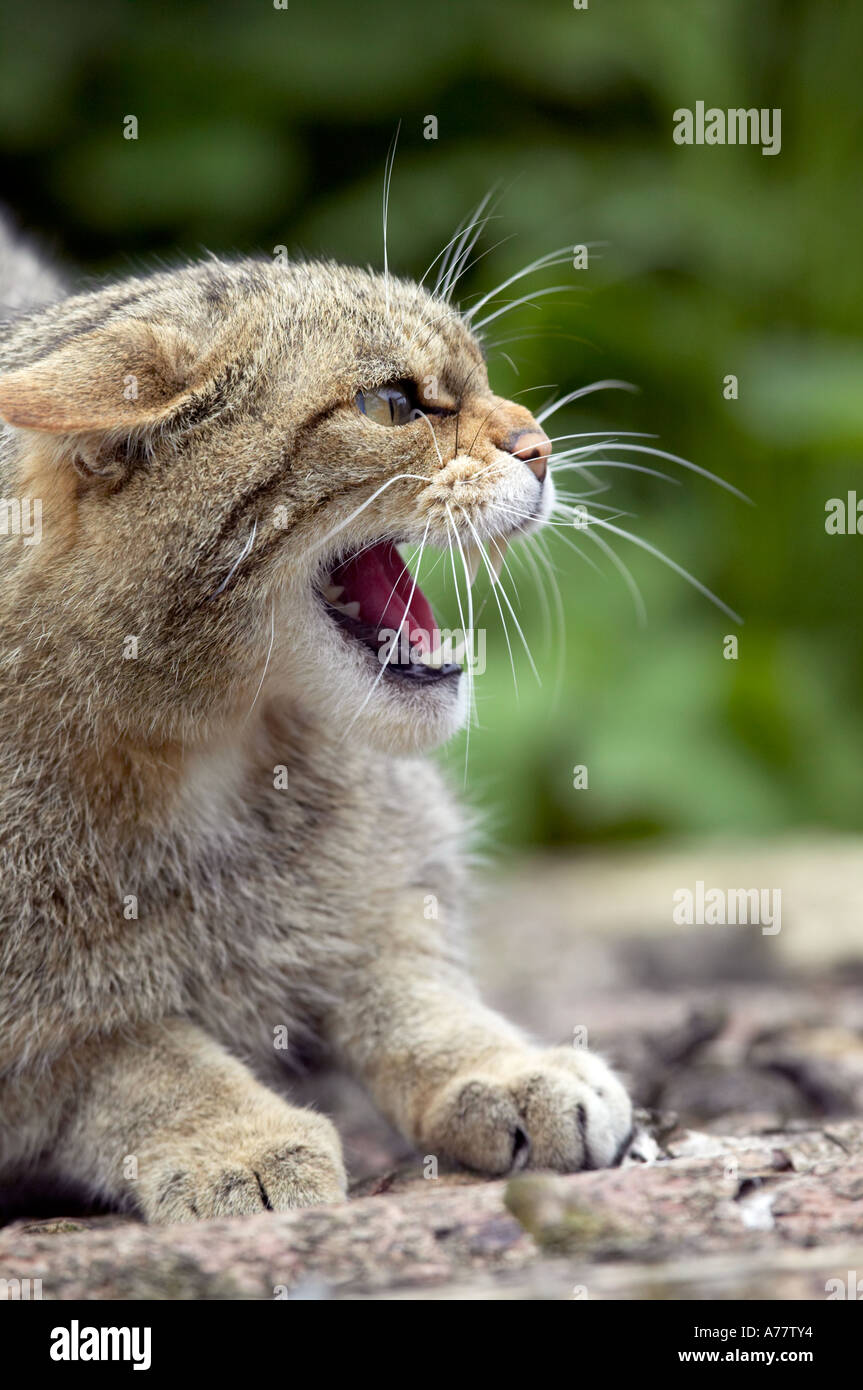 Scottish Wildcat (Felis sylvestris grampia) snarling Stock Photo - Alamy