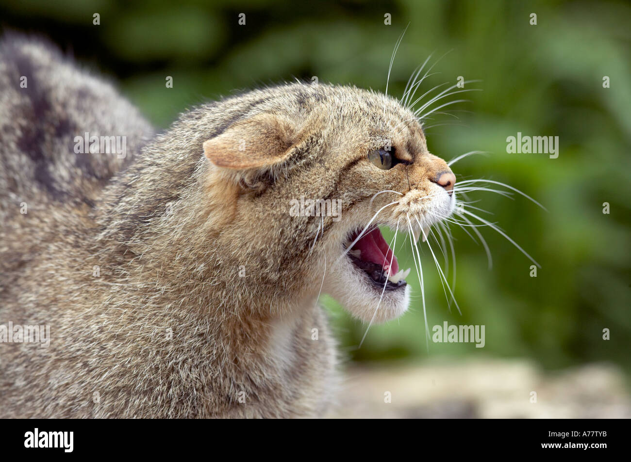 Scottish Wildcat (Felis sylvestris grampia) snarling Stock Photo - Alamy
