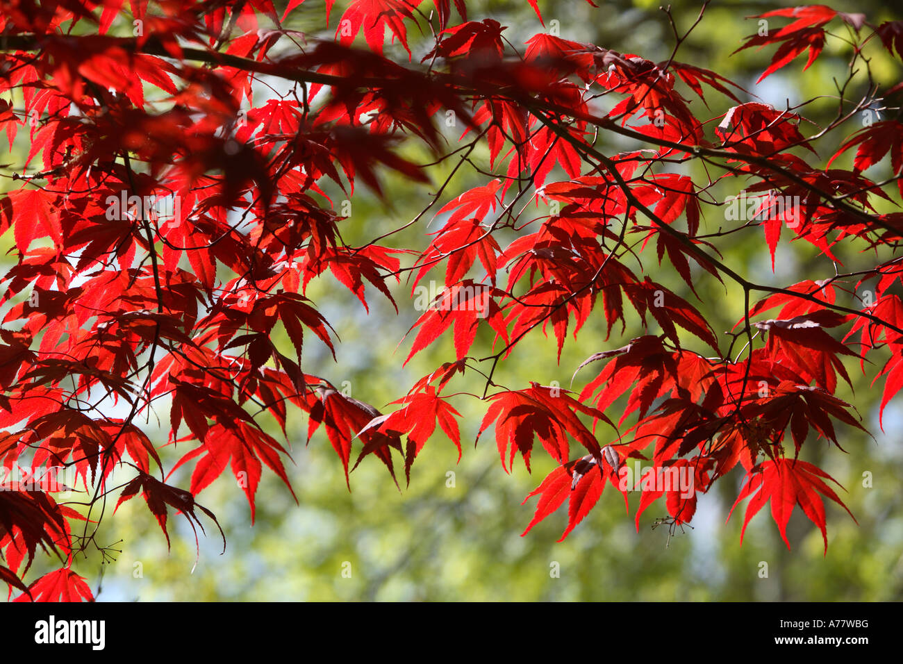 Red maple leaves Stock Photo - Alamy