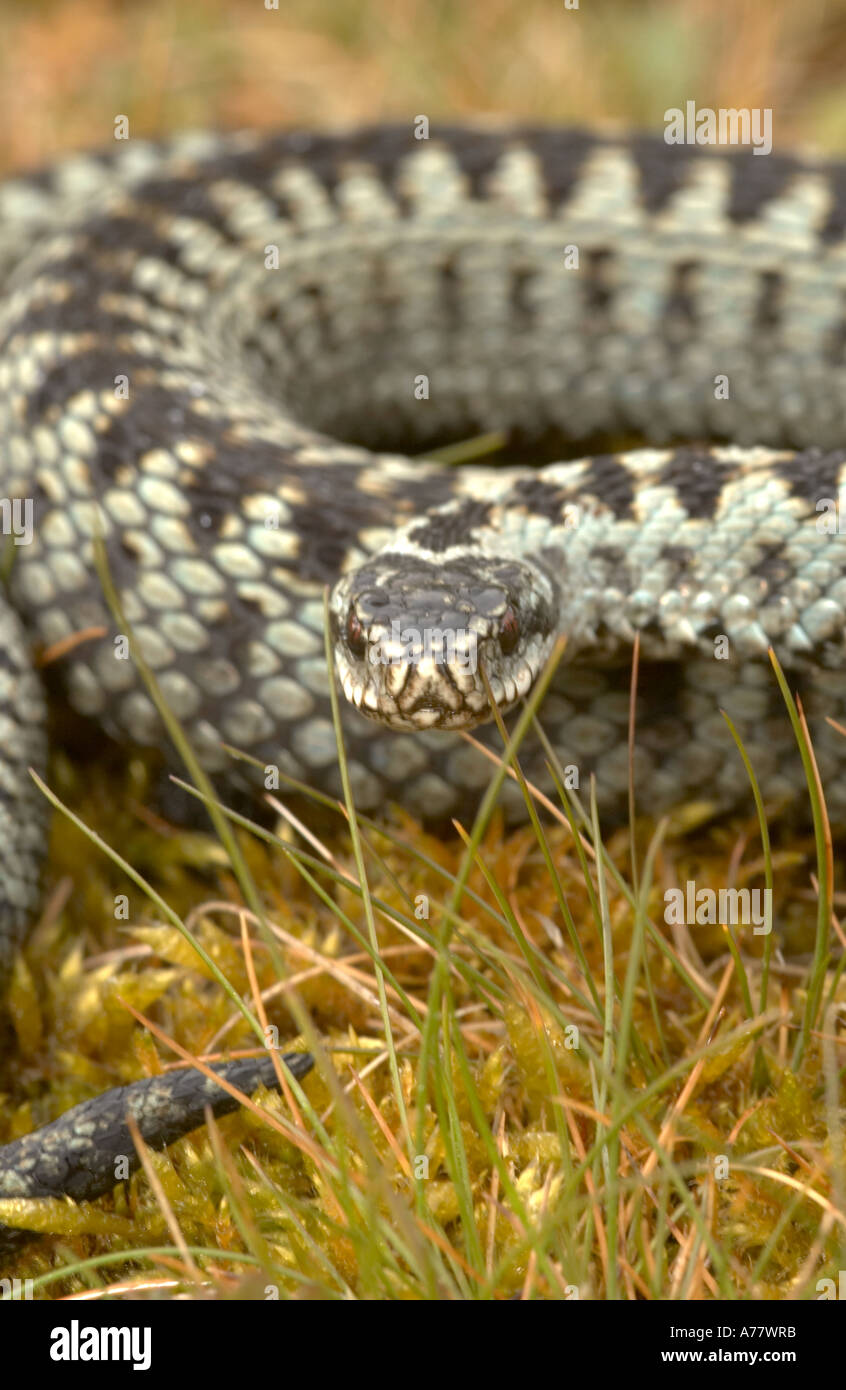 Warning of adders hi-res stock photography and images - Alamy