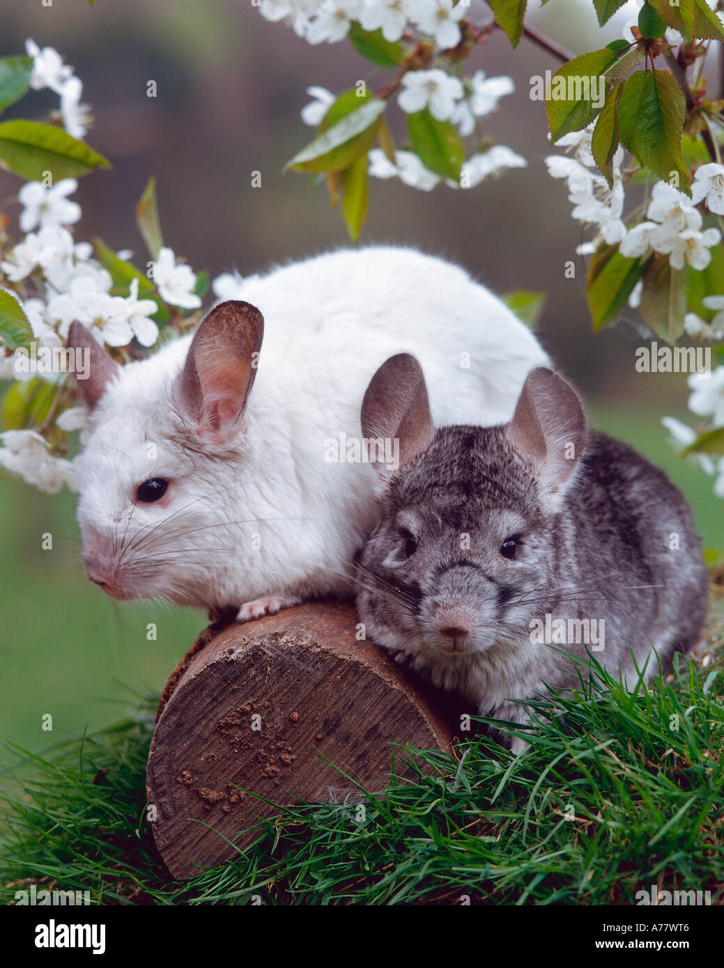 Chinchilla Lanigera High Resolution Stock Photography and Images - Alamy