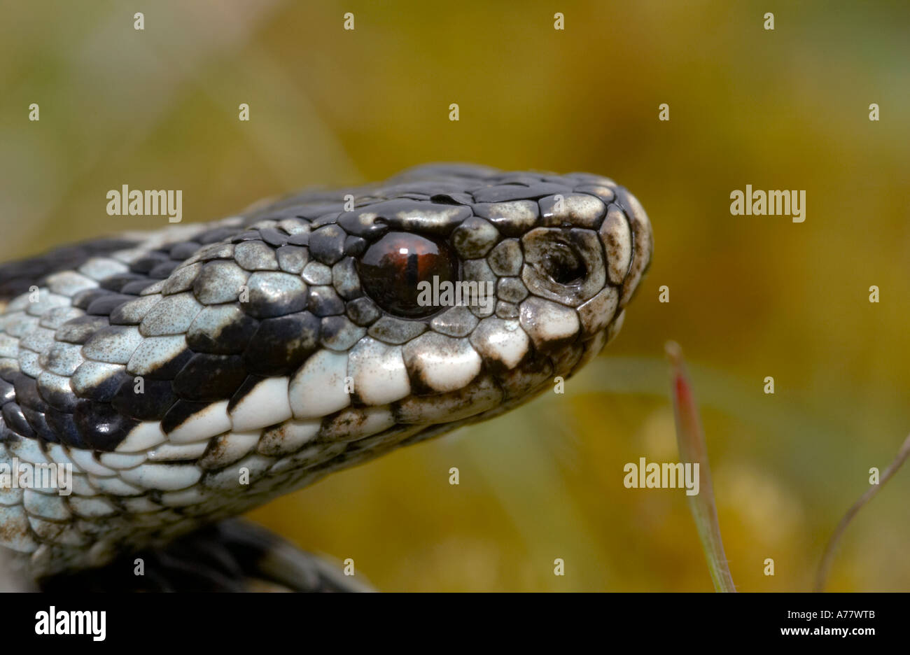 Male Adder (Viperus berus) on moorland in the Peak District National ...