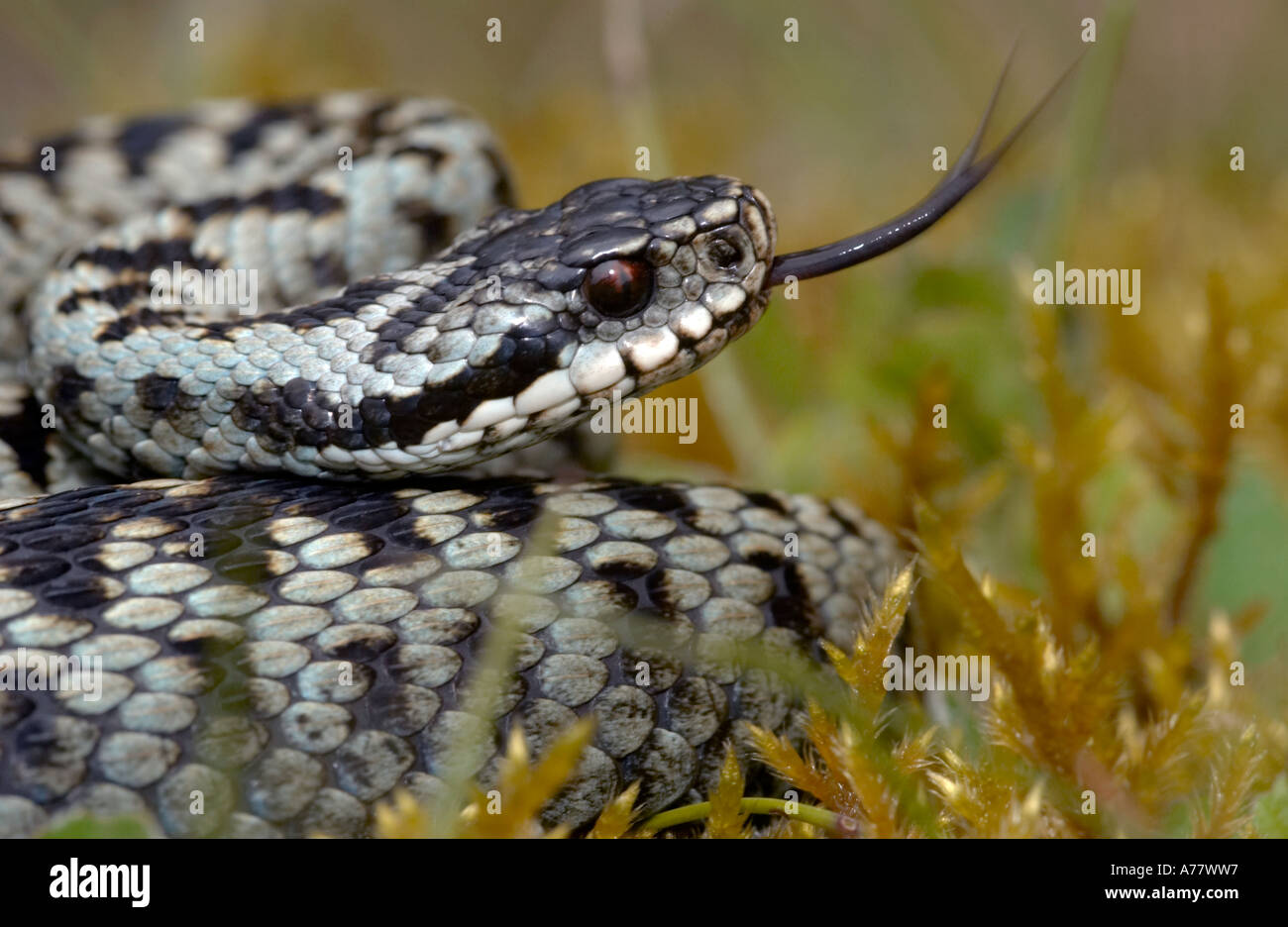 Warning of adders hi-res stock photography and images - Alamy