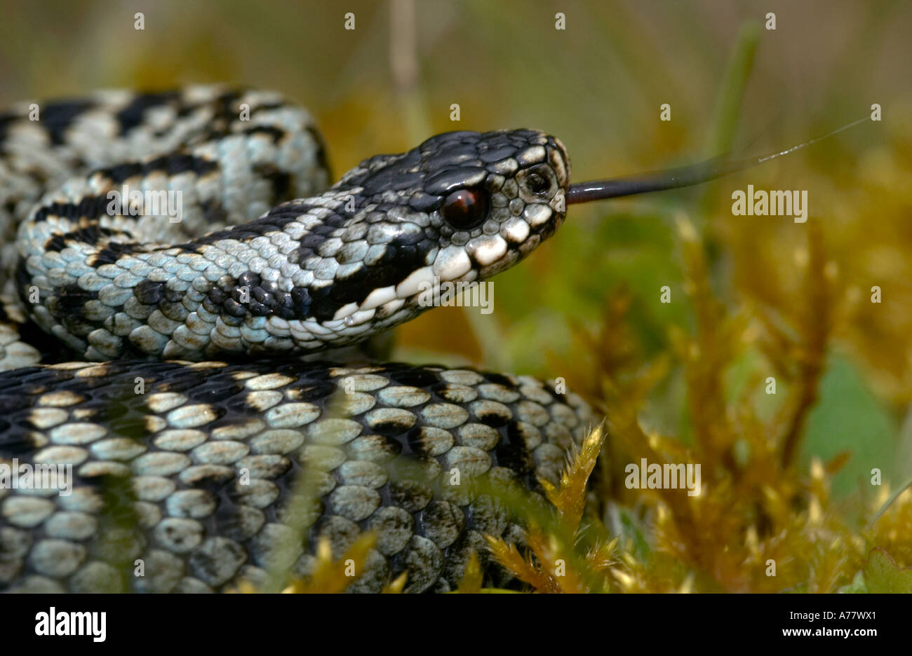 Warning of adders hi-res stock photography and images - Alamy