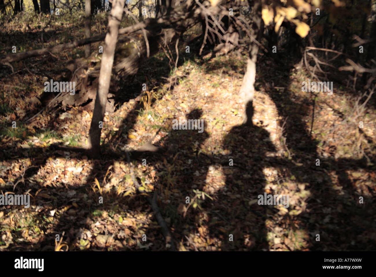 Shadows in Woods Stock Photo - Alamy