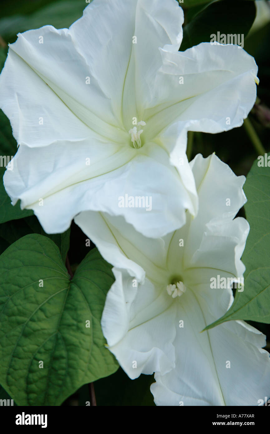 Moon flowers hi-res stock photography and images - Alamy