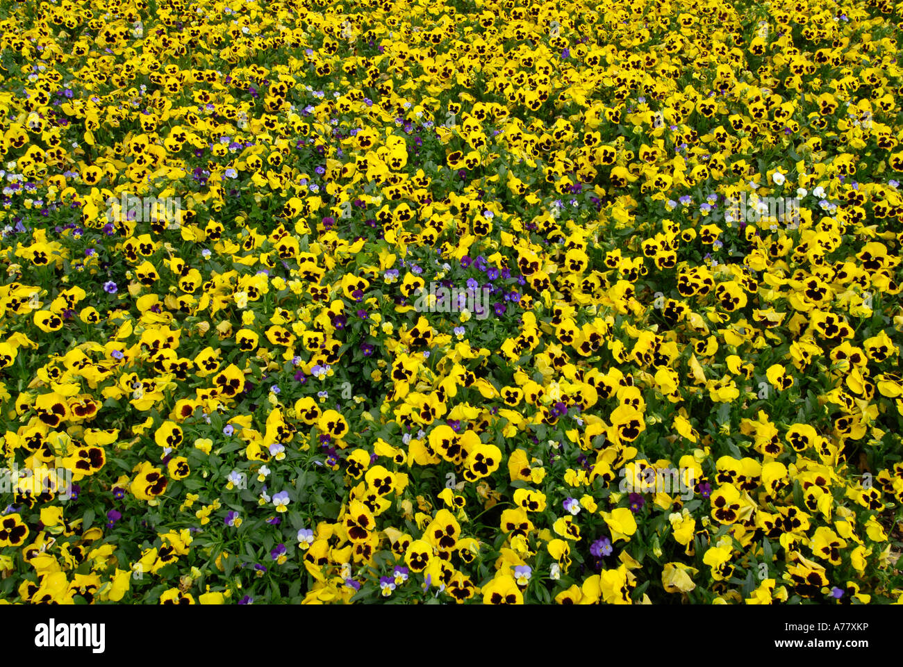 Flower Display at Grand Ole Old Opry Opryland Nashville Tennessee TN ...