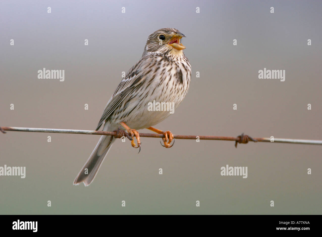 Corn bunting single hi-res stock photography and images - Alamy